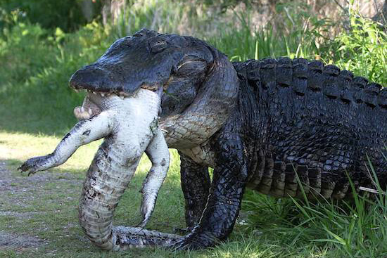 Video: Large 12 Foot Prehistoric Looking Alligator Eats Fellow ...