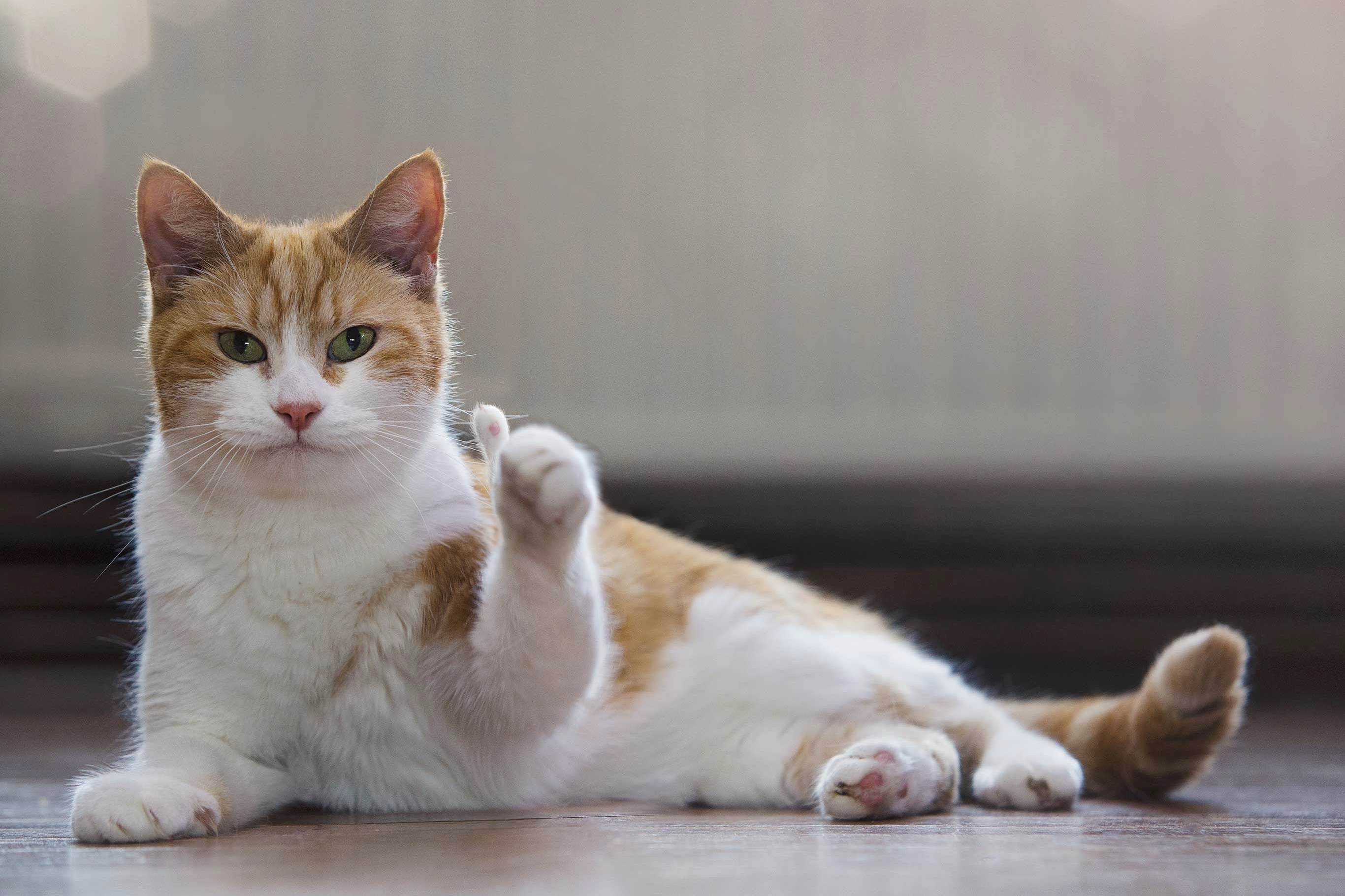 Cats With Thumbs Will Soon Be Able To Make Their Own Cheeseburgers!